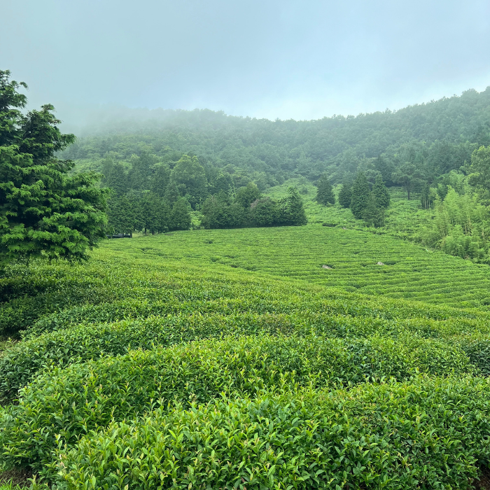 TEA JOURNEY [16] | Grand Cru Tea – Tinge of Soul